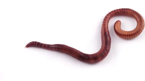 creeping brown worm on white background.... | Stock Video | Pond5