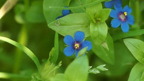 Creeping Speedwell Veronica Closeup. | Stock Video | Pond5