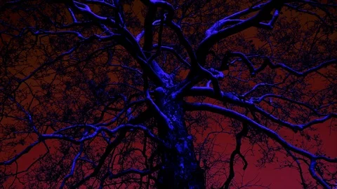 Creepy glowing haunted tree on red sky H... | Stock Video | Pond5