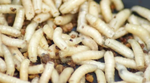 Creepy Maggots(Acheta Domesticus)Fat ins... | Stock Video | Pond5