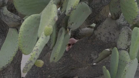 creepy man hiding behind cactus | Stock Video | Pond5