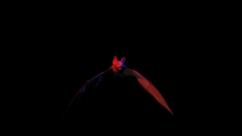 Creepy seamless animation of a bat. Hall... | Stock Video | Pond5