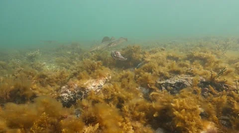 Giant Australian Squid Stock Videos – Royalty-Free HD & 4K Videos | Pond5