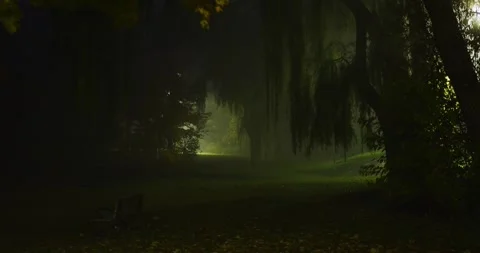 Creepy walk way through a forest of weep... | Stock Video | Pond5