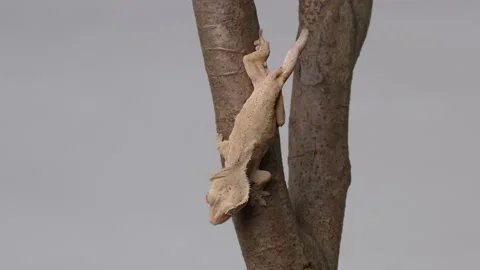 Crested gecko climbing down tree - isola... | Stock Video | Pond5