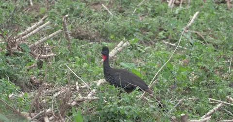 Crested guan, Penelope purpurascens bird... | Stock Video | Pond5