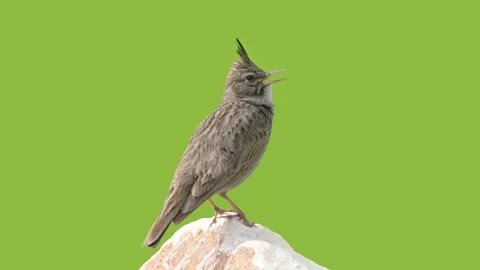 Crested Lark bird singing isolated on ... | Stock Video | Pond5