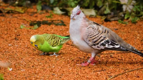 crested pigeon and parakeet beside each ... | Stock Video | Pond5