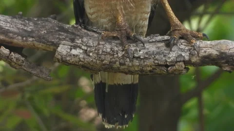 Crested serpent eagle Raptor bird toes a... | Stock Video | Pond5