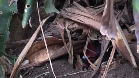 Crested Wood Partridge Male Bird Nesting... | Stock Video | Pond5