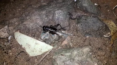 Dark Night Hd Stock Videos – Royalty-Free HD & 4K Videos | Pond5