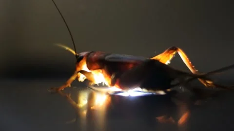 Crickets Green Screen Stock Videos – Royalty-Free HD & 4K Videos