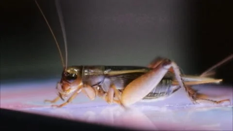 Crickets Green Screen Stock Videos – Royalty-Free HD & 4K Videos
