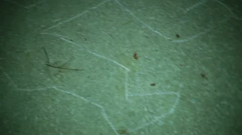 Body Chalk Stock Footage ~ Royalty Free Stock Videos | Pond5