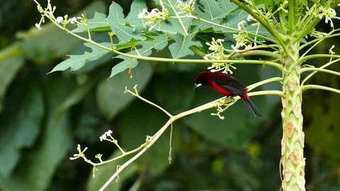 Hd Backed In Stock Videos – Royalty-Free HD & 4K Videos