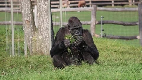 Critically Endangered Great Ape in Zoo, ... | Stock Video | Pond5