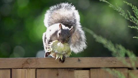 Critter eating close up squirrel holding... | Stock Video | Pond5