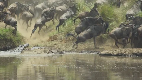 Crocodile Stock Video Footage | Royalty Free Crocodile Videos | Pond5