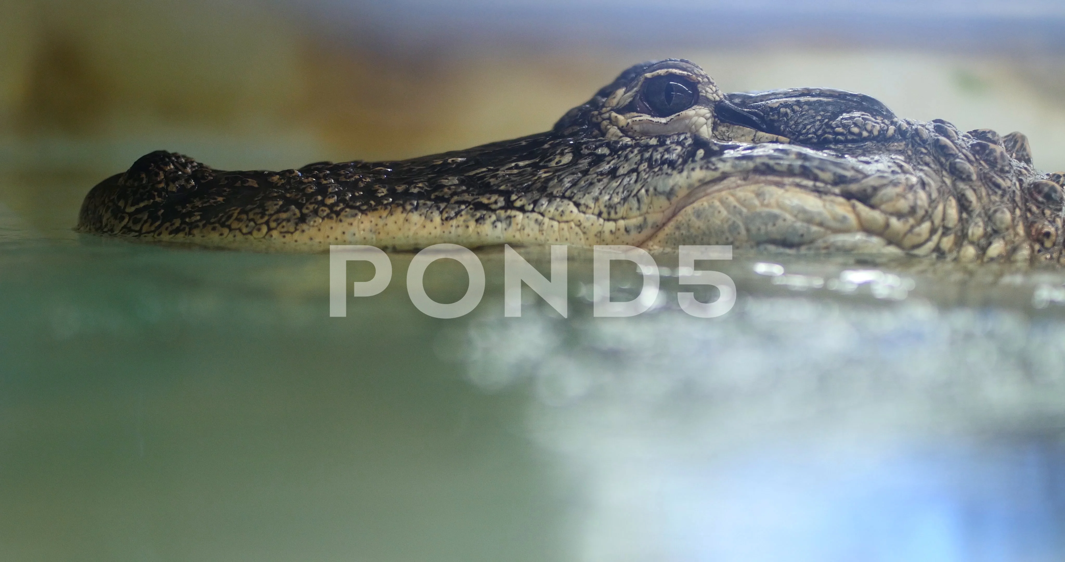 Salt Water Alligators Shot