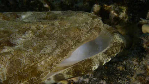 Crocodile fish mouth opens and closes, R... | Stock Video | Pond5