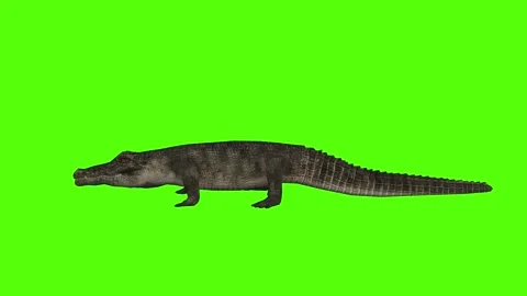 Crocodile Sound Effects Stock Footage ~ Royalty Free Stock Videos | Pond5