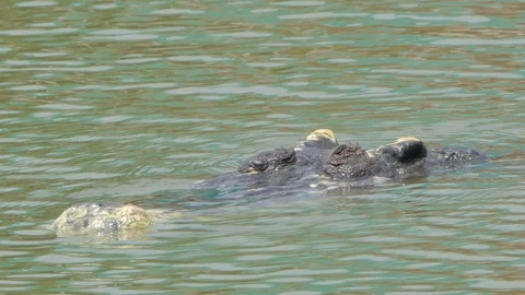 Crocodile moving to down underwater. | Stock Video | Pond5