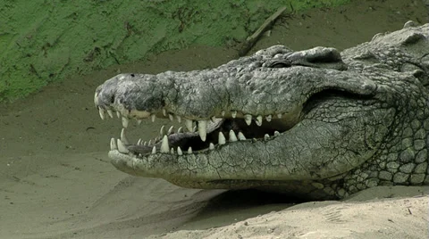 Predator Opening Mouth Stock Videos – Royalty-Free HD & 4K Videos