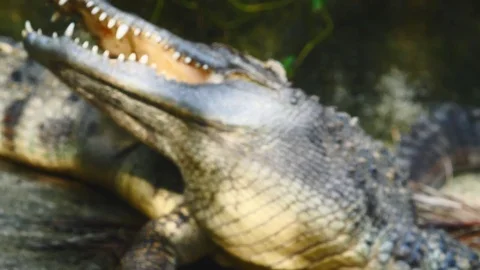 Predator Opening Mouth Stock Videos – Royalty-Free HD & 4K Videos