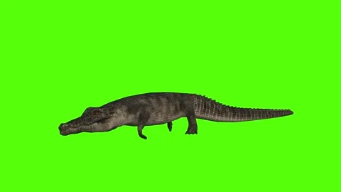 Crocodile Running Green Screen Animation... | Stock Video | Pond5