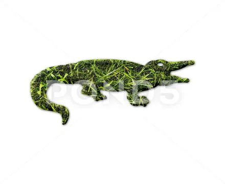 Photograph: Crocodile shape with grass texture isolated on a white ...