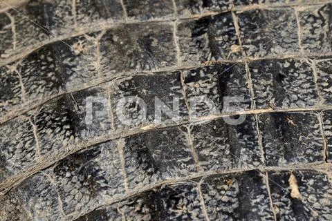 Crocodile skin, caiman lying in the swamp of the Pantanal wetlands ...