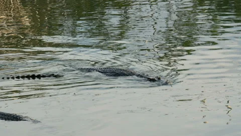 Crocodile Pattern Stock Footage ~ Royalty Free Stock Videos | Pond5