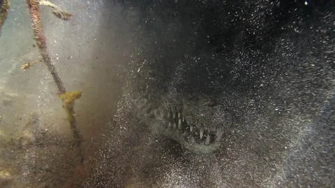 Picture Of Crocodile Stock Videos – Royalty-Free HD & 4K Videos