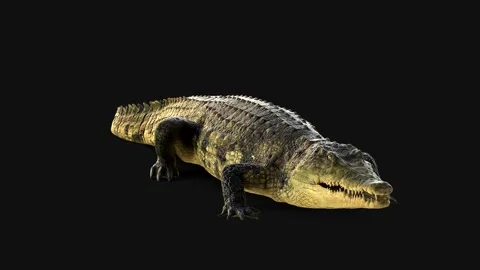 Crocodile Walk Attack 3D Animation. Full... | Stock Video | Pond5
