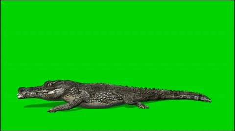 Crocodile Walk - isolated animal green s... | Stock Video | Pond5