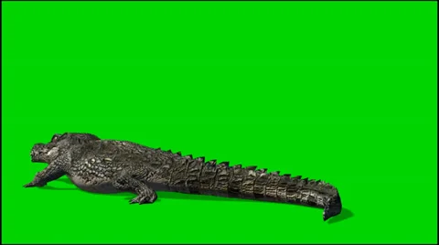 Crocodile Walk - isolated animal green s... | Stock Video | Pond5