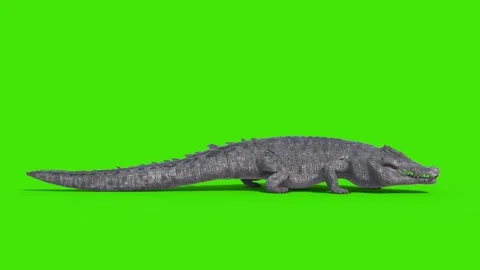 Crocodile Walkcycle Loop Green Screen Si... | Stock Video | Pond5