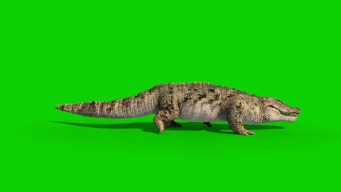 Crocodile Walkcycle loop Side Green Scre... | Stock Video | Pond5