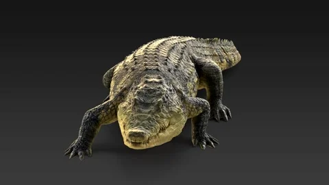 crocodile walking. 3d Animation | Stock Video | Pond5