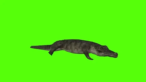 Crocodile Walking Green Screen Animation... | Stock Video | Pond5