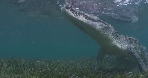 Crocodile Walking Stock Video Footage | Royalty Free Crocodile Walking ...