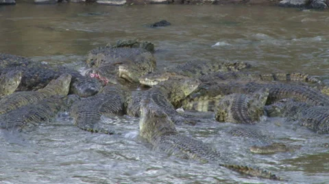 Crocodiles Eating Wildebeest Stock Footage ~ Royalty Free Stock Videos ...