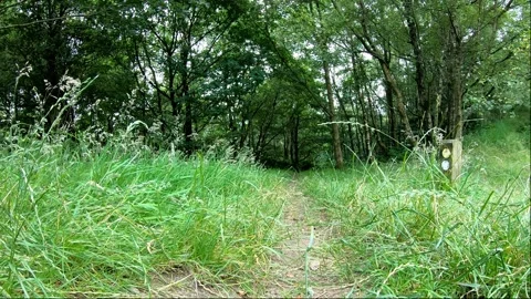 Crompton Moor forest trail | Stock Video | Pond5
