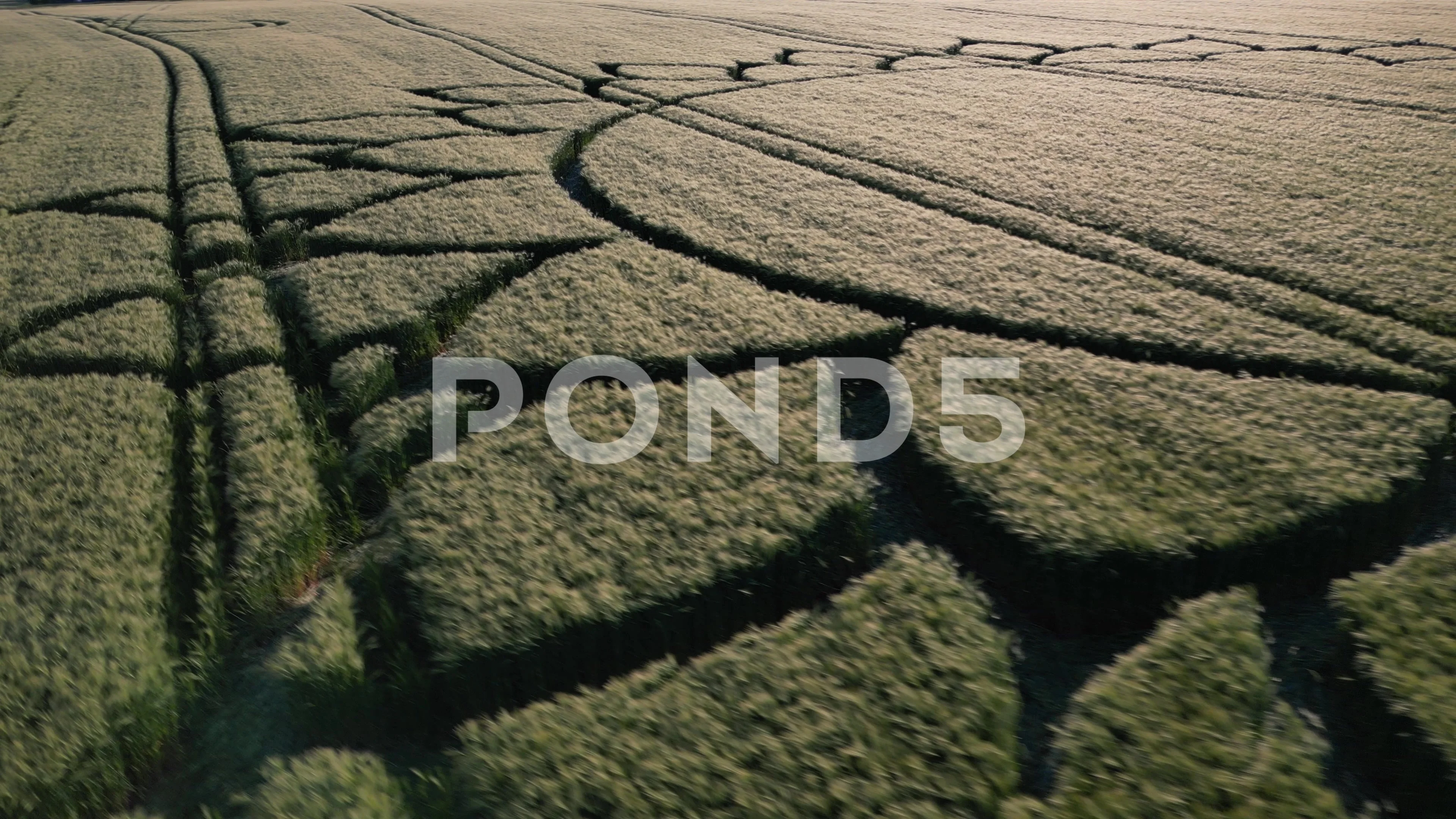 Crop Circles Close Up
