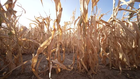 crop failure, Corn plants, dry summer 20... | Stock Video | Pond5