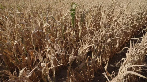 Crop Failure Stock Video Footage | Royalty Free Crop Failure Videos | Pond5