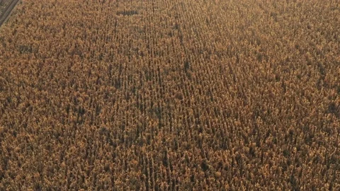 Crop of maize plant before sunset 4K asc... | Stock Video | Pond5