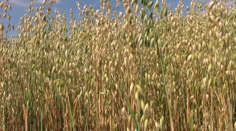 Crop of oats growing in a farm field in ... | Stock Video | Pond5