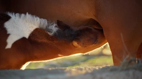 Wild Hprse Picture Stock Videos – Royalty-Free HD & 4K Videos