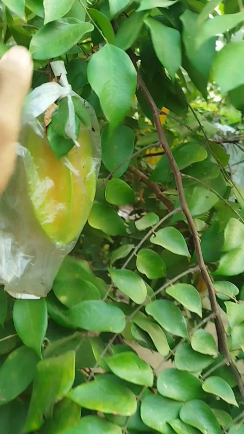 Star Food Products Stock Videos – Royalty-Free HD & 4K Videos